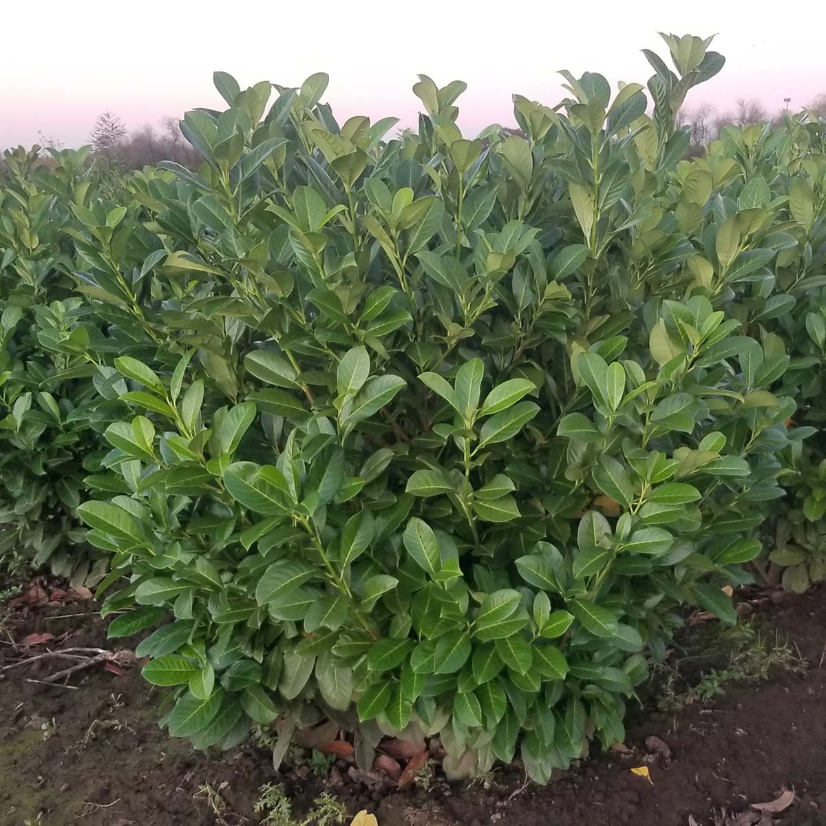 Prunus Laurocerasus