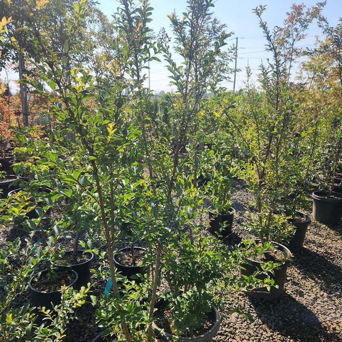 Buy Natchez Crepe Myrtle 'Multi-Stem' | The Nursery Outlet